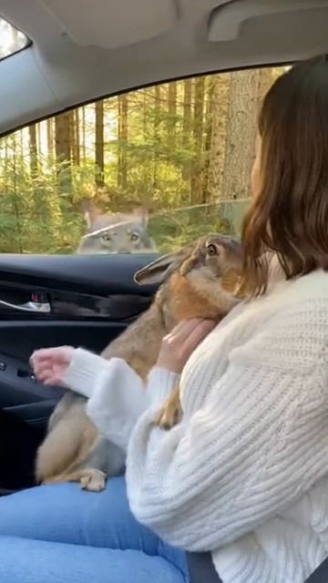 #shorts волк и заяц