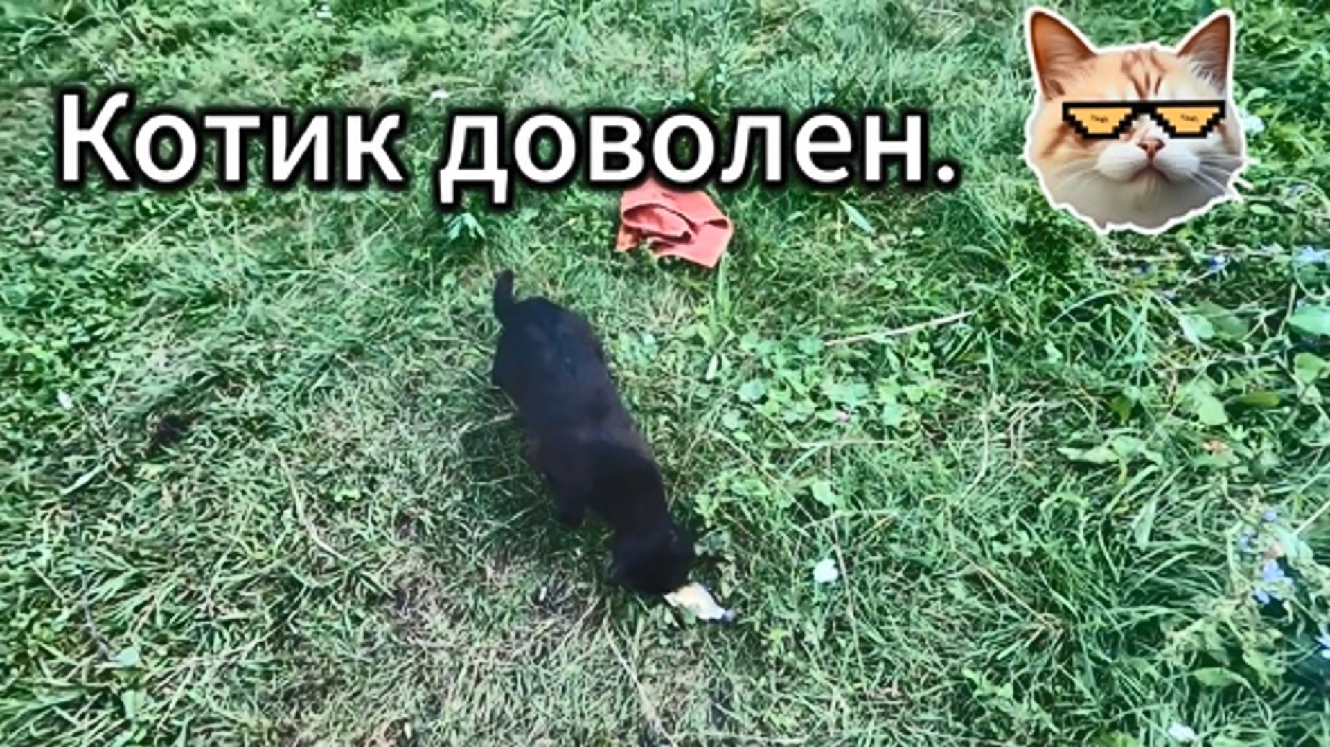 Рыбалка. Накормили котика