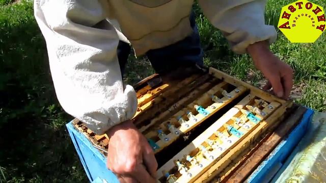 Проверка на наличие свищевых маточников и контроль принятых личинок  в мисочках