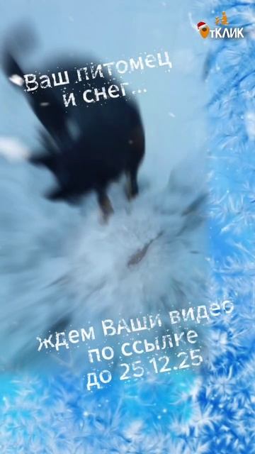 Ваш питомец и снег...