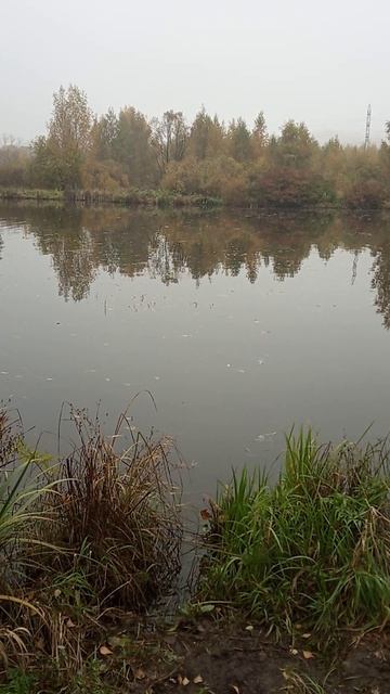 Озеро с окунями.Природа вода