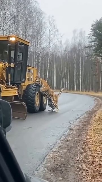 Нежданчик на дороге #заказник #дорога #звери