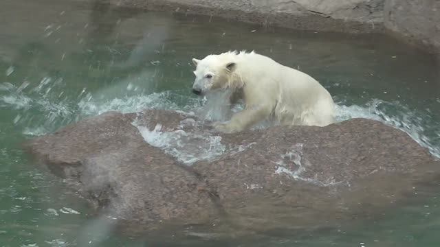 Детеныш белого медведя купается, Ленинградский зоопарк 2014 год. #polarbear #bear #zoo