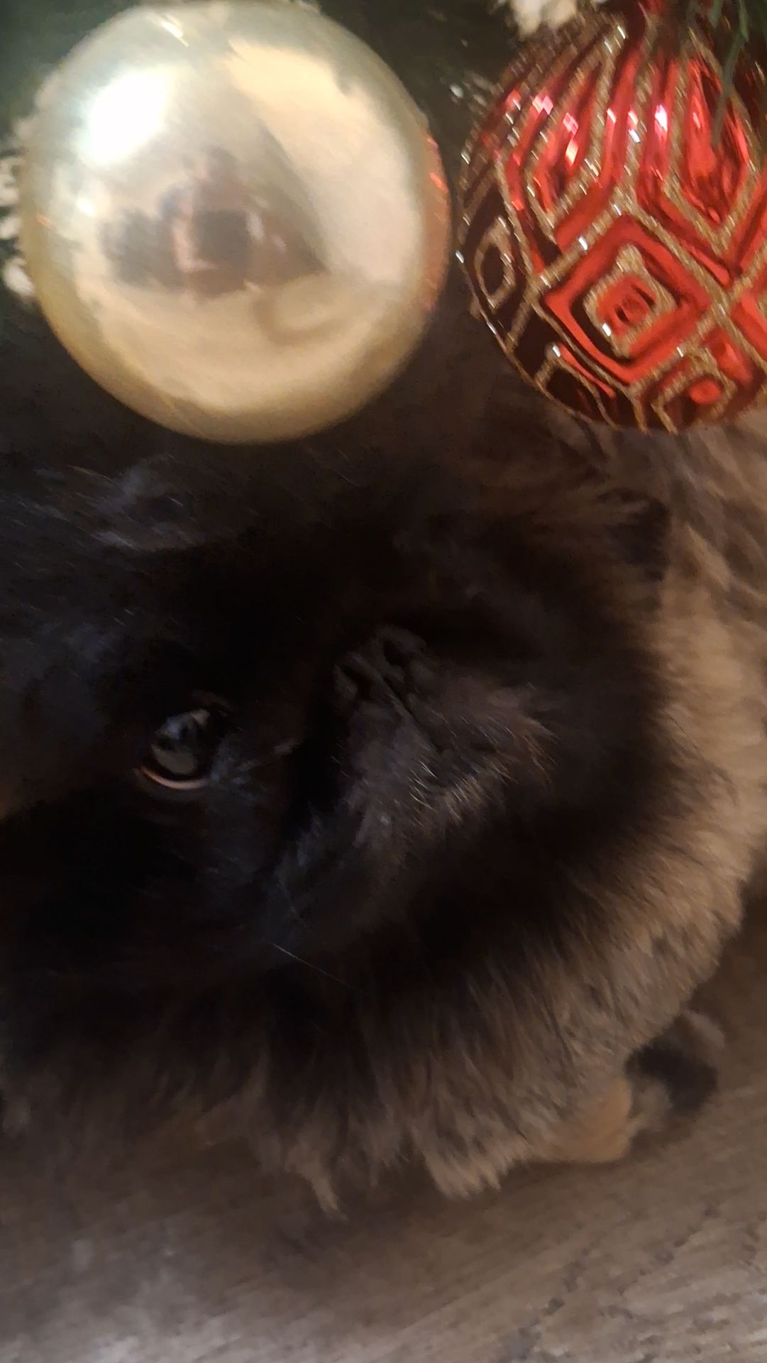 Пекинес Дендик спит под ёлкой