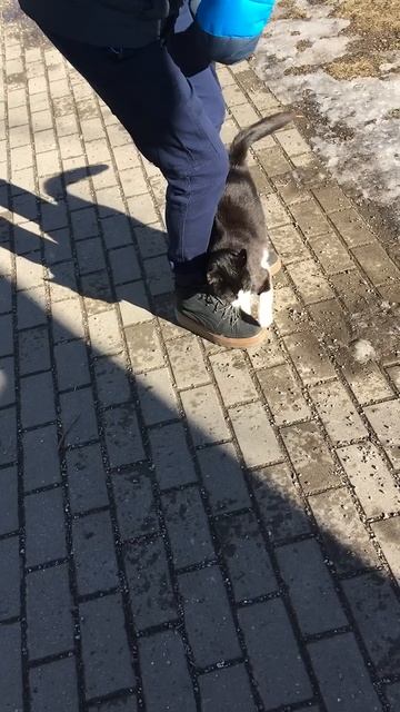 Таллинский кот #cat #cats #funny