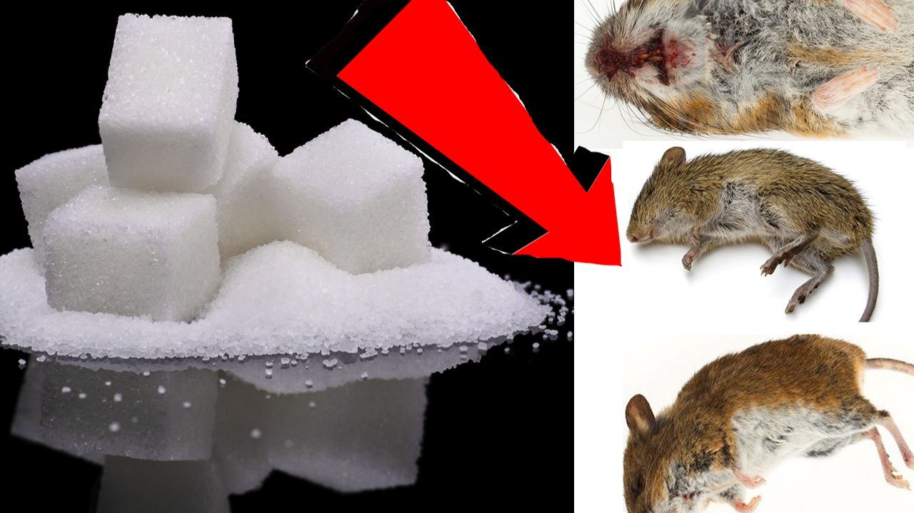 Как избавиться от мышей и крыс навсегда За 3 Секунды.!.!.!..