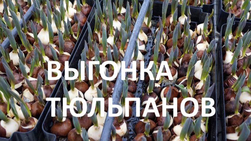 Выгонка тюльпанов, как сохранить до высадки? Подробный мастер-класс!
