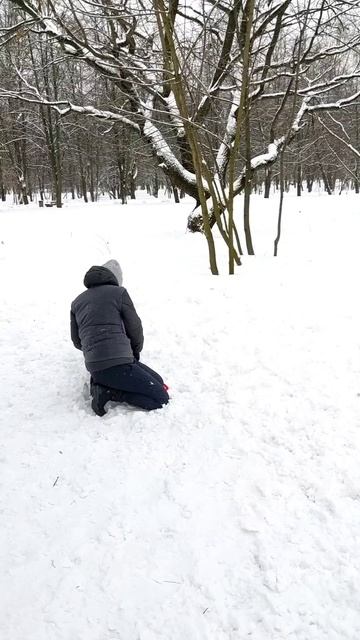 Австралийские Овчарки Барри и Принц