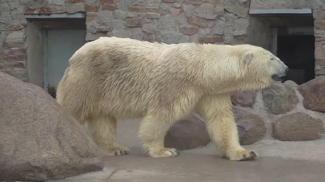 Белые медведи в зоопарке #polarbear #bear #zoo #polarbears #bear #wildlife #arctic #animals #bears