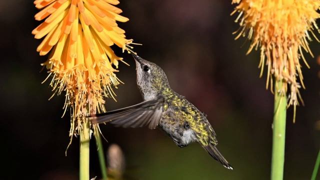 6  Обсуждение_темы_№3__И_буду_обитать_в_них__Каким_раньше_был_Христос_