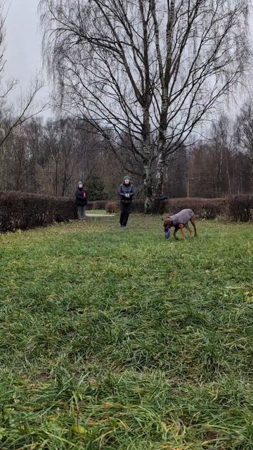 Австралийская Овчарка, Родезийский Риджбек, Спортивный Метис