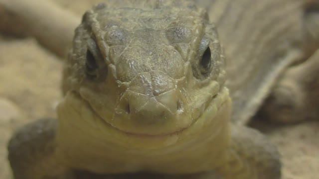 a lizard in the zoo #lizard #lizards #zoo #animals #animal