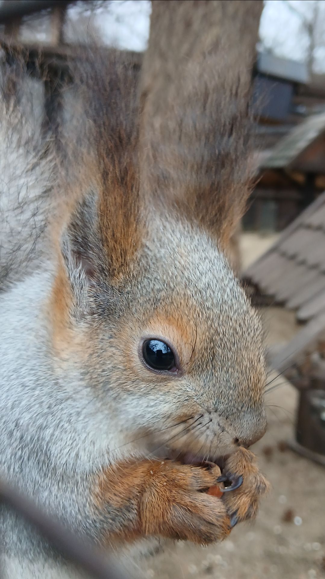 Белочка грызёт лесной орех. Парк Лога