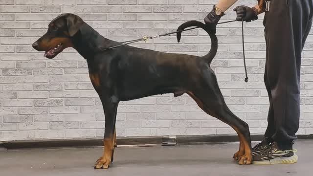 Черный доберман с некупированными ушами из московского питомника. Московская область, Подольск.