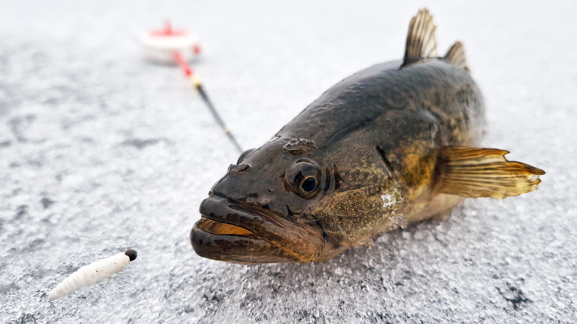 Зимний мормышинг по первому льду. Рыбалка на ротана.