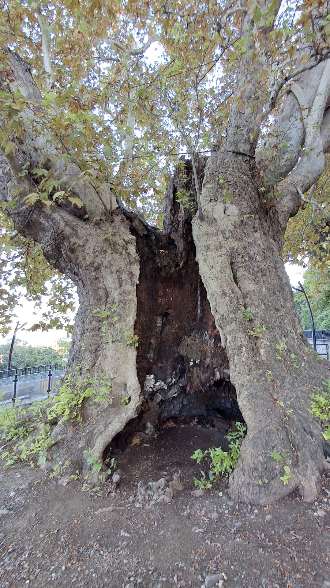 Платану 900 лет. Телави, Грузия.