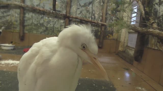 Большие птицы в Ленинградском зоопарке #birds #bird #zoo #animals #animal