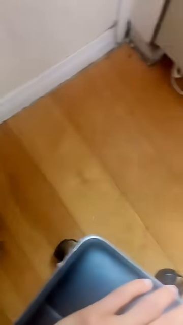 Пугливые пёсики 🐶 🐶 🐶