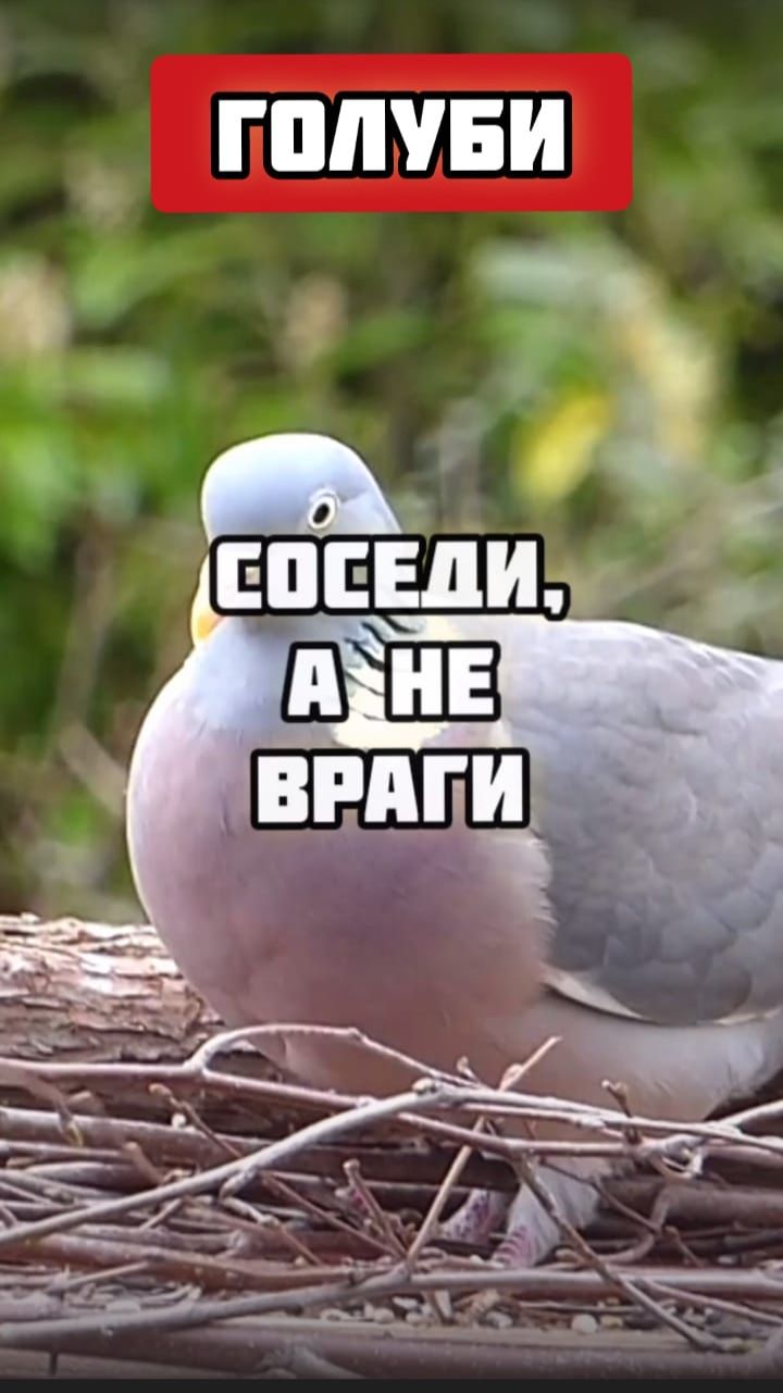 Голуби, соседи, а не враги