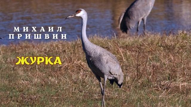 Михаил Пришвин - Журка. Аудиокнига