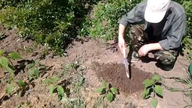 Как я уничтожаю садовых муравьев без всякой химии