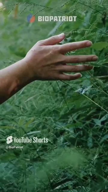 АВТОНОМИЯ_ в социуме и в организме. МАКРО и МИКРО УРОВНИ.