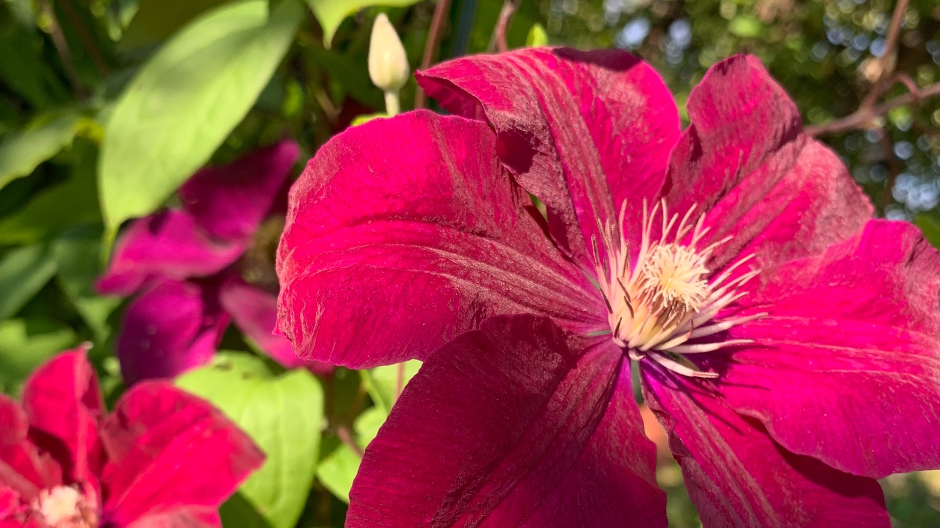 Укрытие клематисов на зиму двойным слоем