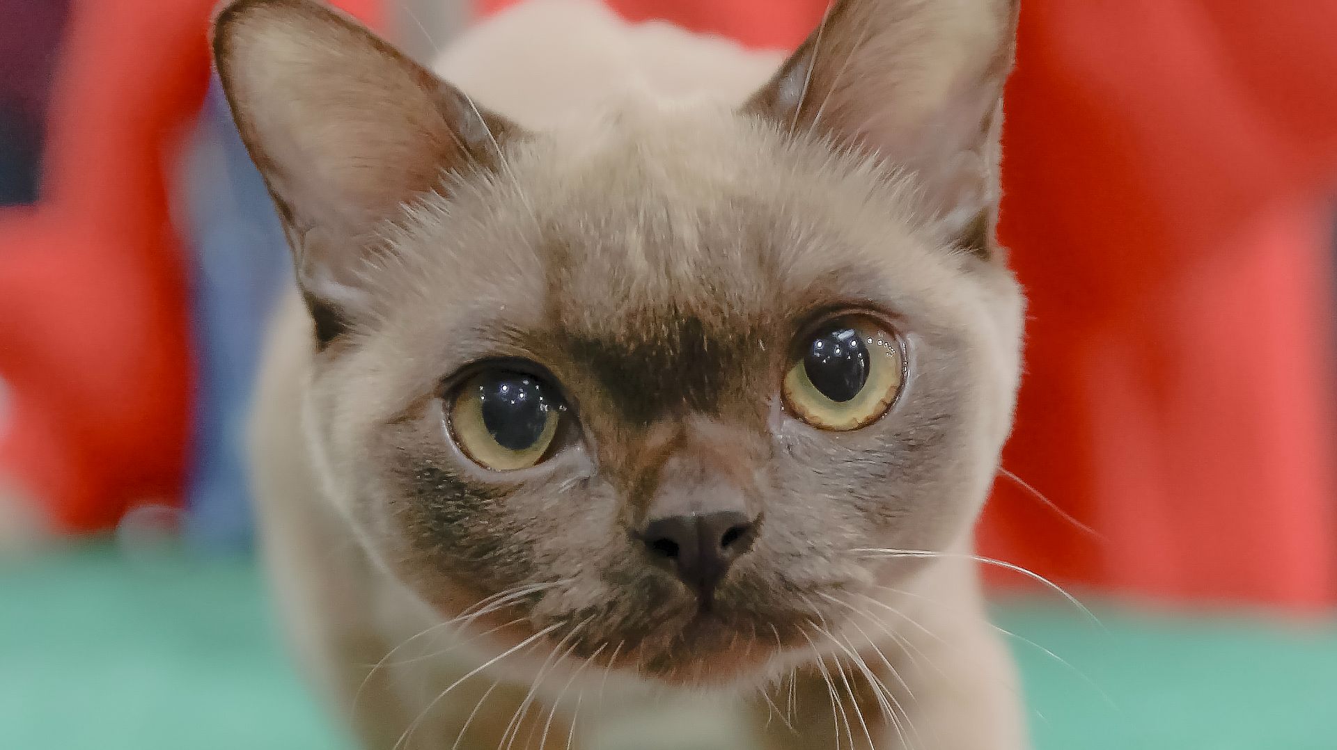 Кошки в Крокус Экспо на выставке Winter Cat Show 2025 (33 породы)