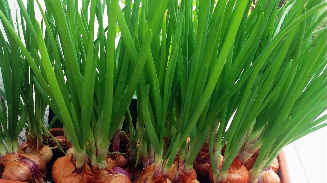 ЗЕЛЁНЫЙ ЛУК ЗИМОЙ НЕ ПОКУПАЮ! СПОСОБ ВЫРАЩИВАНИЯ БЕЗ ЗЕМЛИ НА ПОДОКОННИКЕ