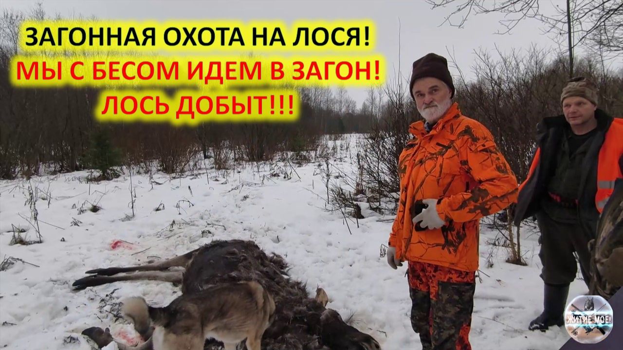 Загонная охота на лося. Идем с собакой в загон. Добыли лося