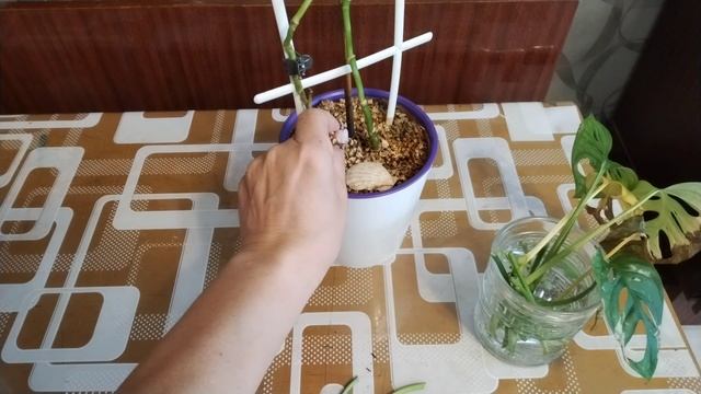 Орхидеи на подоконнике, продолжают желтит листья 🤦