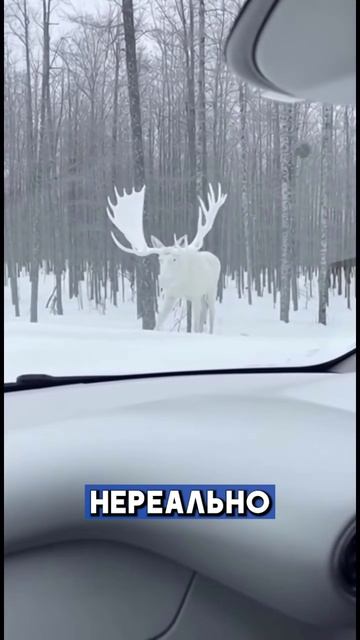 Повезло же парню! Встретил в лесу редкого БЕЛОГО ЛОСЯ! #новости #повезло #лось #редкость