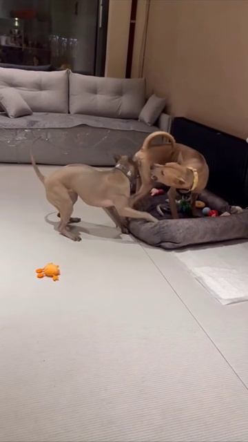 собачий детский сад