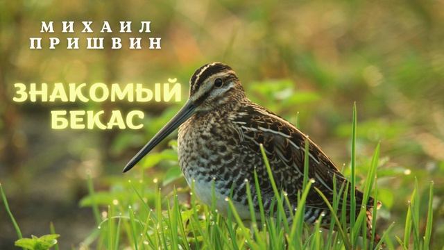 Михаил Пришвин Знакомый бекас