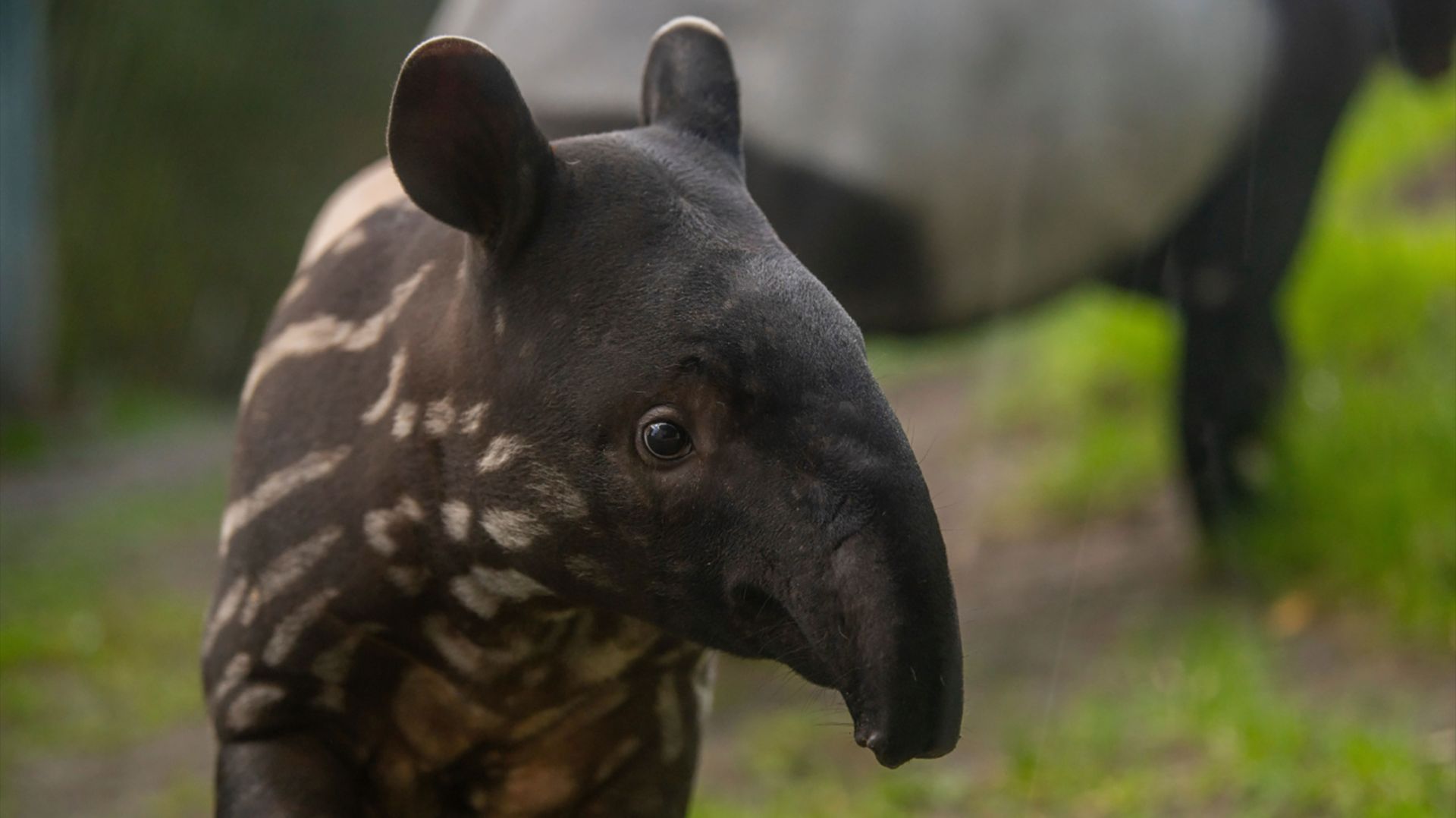 Тапир: Самый Странный Зверь Тропиков | Интересные факты про тапиров