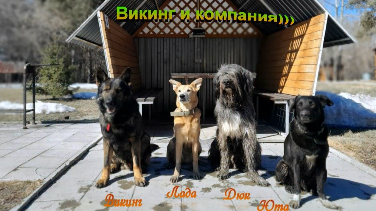Весенняя тусовка. Викинг и компания)