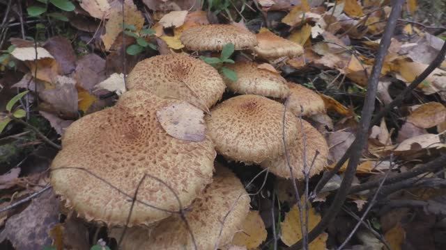 Чешуйчатка обыкновенная  съедобна после отваривания.