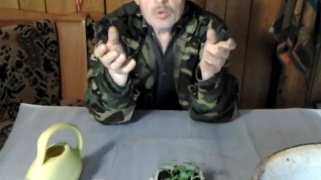 Как я выращиваю картофель через рассаду.