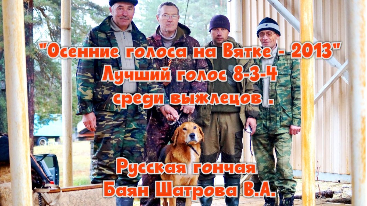Русская гончая Баян Шатрова В.А."Осенние голоса на Вятке - 2013"Лучший голос 8-3-4 среди выжлецов .