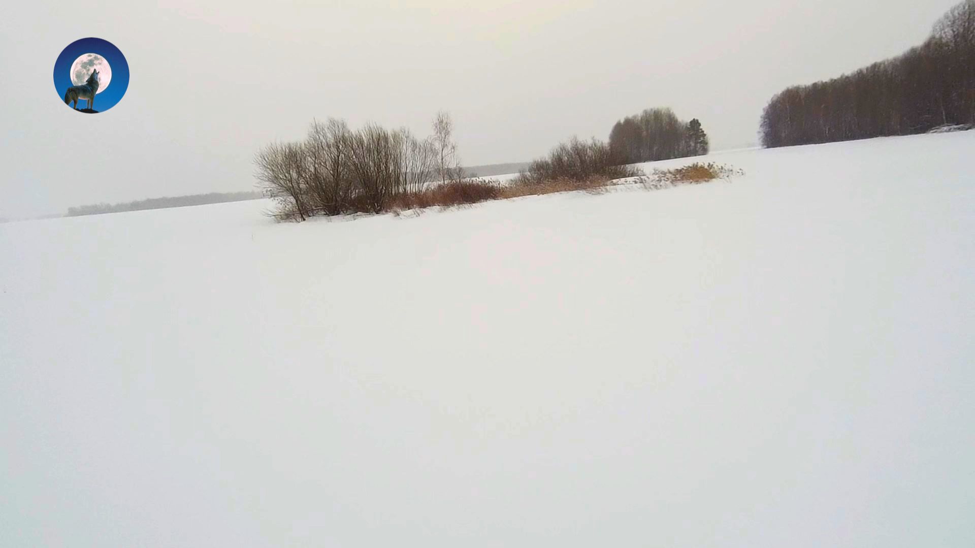 ДВА ЗАЙЦА ПОД ЁЛОЧКУ