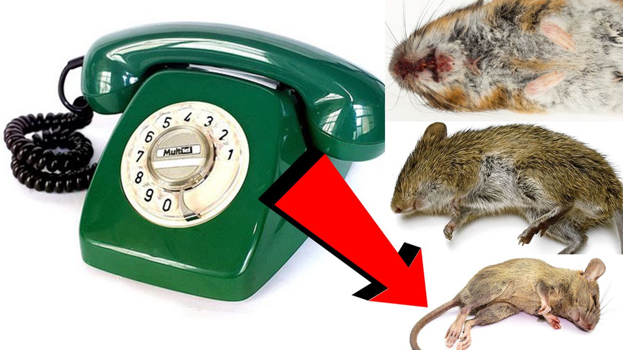 Как избавиться от мышей и крыс навсегда За 3 Секунды!!.!!.!!.