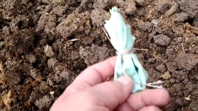 Как правильно подготовить семена моркови к посадке.