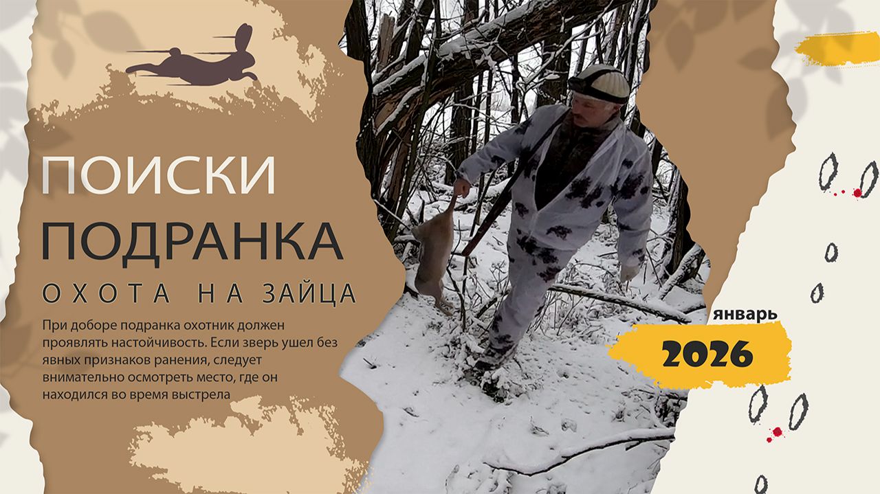 ПОИСКИ ПОДРАНКА . Охота на зайца - русака