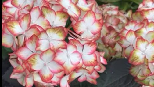 Почему я обработала крупнолистные гортензии бором и фолицистом в декабре?