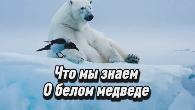 Интересное с вороной Асей #дети #развитие #белыймедведь #обзор #животные