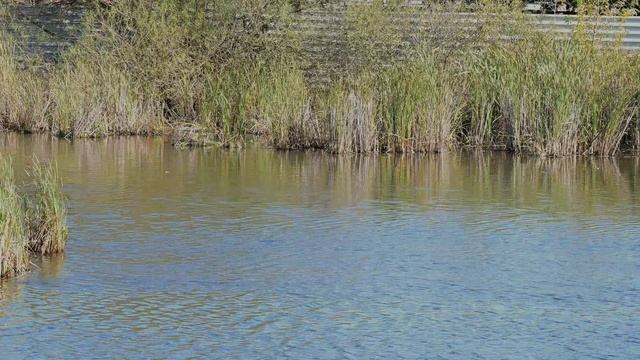 Лебедь.Лысухи и...плавучий остров