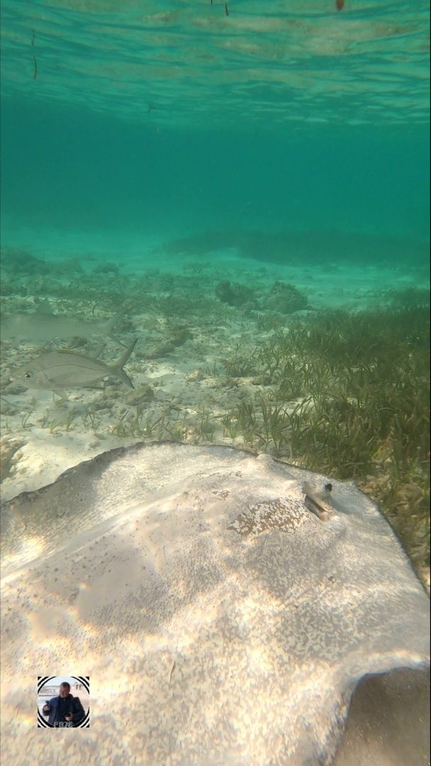 Скат-хвостокол, желтомордый псевдобалист и я #мальдивы2025 #снорклинг2025 #скат #maldives #stingray
