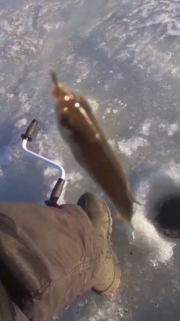 Плотва на блесну «Удача‑мормышка» от Mr. Musurok