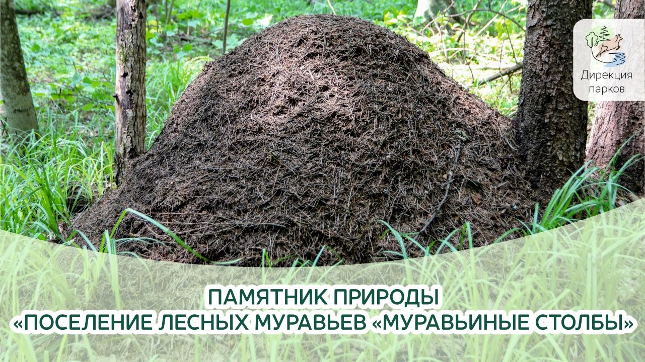Памятник природы « Поселение лесных муравьев «Муравьиные столбы»» (ООПТ)
