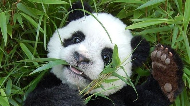 ЖИВОТНЫЙ МИР: ПАНДА